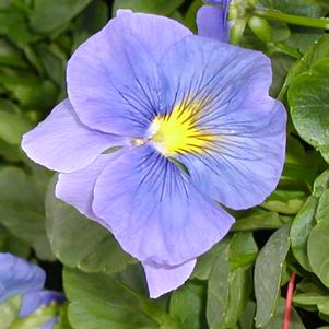 Pansy 'Delta Premium True Blue'