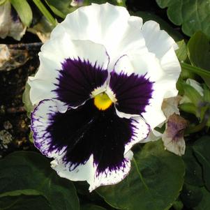 Pansy 'Matrix Blotch White'