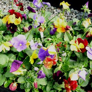 Pansy 'Panola Jewels n Jazz Mix'