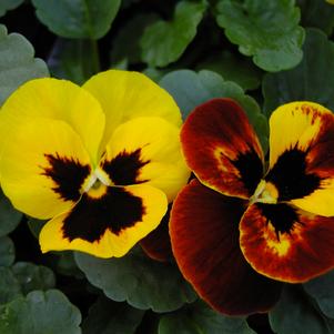 Pansy 'Panola Autumn Blaze Mix'