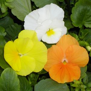 Pansy 'Panola Citrus Mix'