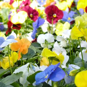 Pansy 'Panola Clear Mix'