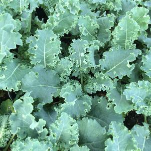 Kale 'Winterbor'
