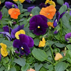 Pansy 'Matrix Halloween Mix'