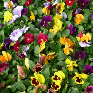 Pansy 'Matrix Jewels Mix'