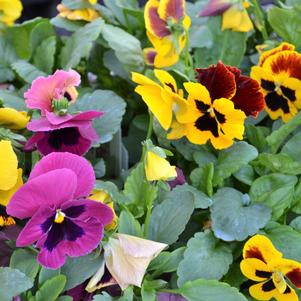 Pansy 'Matrix Sunfire Mix'