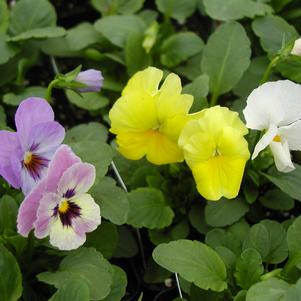 Pansy 'Panola Silhouette Mix'