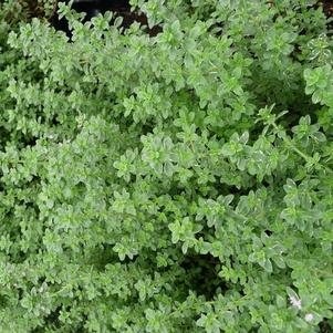 Thyme 'Lemon Silver'
