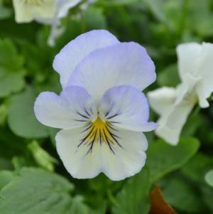 Pansy 'Cool Wave Frost'