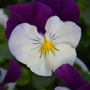 Pansy 'Cool Wave Violet Wing'