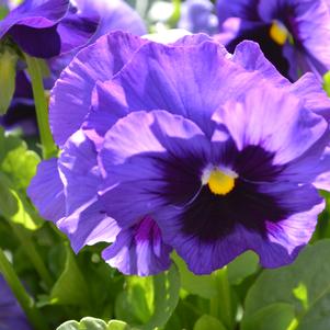 Pansy 'Colossus Deep Blue Blotch'