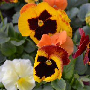 Pansy 'Delta Pumpkin Pie Mix'