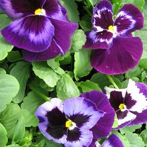 Pansy 'Colossus Neon Violet'