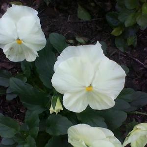 Pansy 'Crown White'