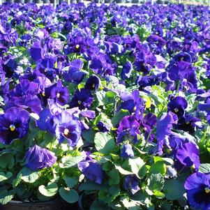 Pansy 'Delta Premium Deep Blue'