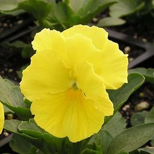 Pansy 'Delta Premium Pure Lemon'