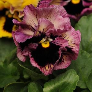 Pansy 'Frizzle Sizzle Passion Fruit'