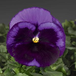 Pansy 'Colossus Ocean'