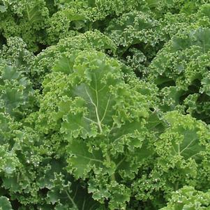 Kale 'Starbor'
