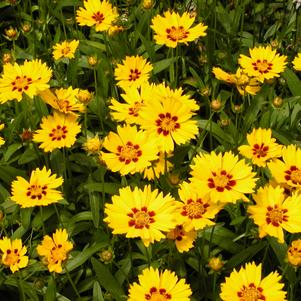 Coreopsis 'Corey Yellow'