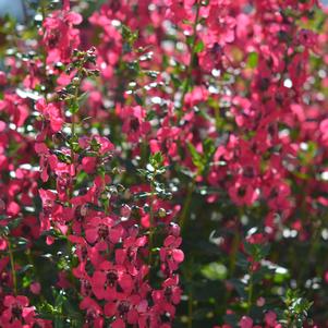 Angelonia angustifolia 'Archangel Cherry Red'