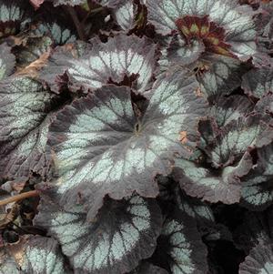 Begonia x tuberhybrida 'Silver Swirl'