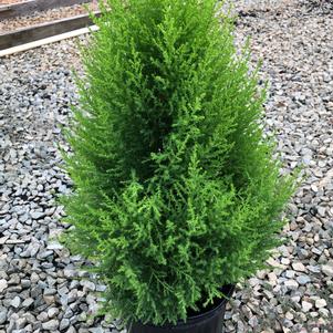 Cupressus macrocarpa 'Goldcrest Wilma'
