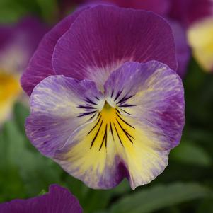 Pansy 'Cool Wave Raspberry Swirl'