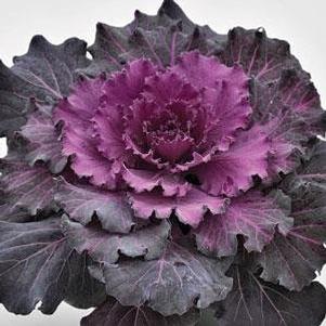 Kale 'Osaka Red'