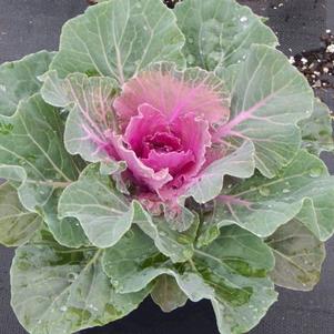 Kale 'Pigeon Red'