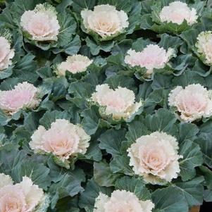 Kale 'Pigeon White'