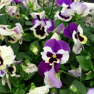 Pansy 'Delta Violet & White'