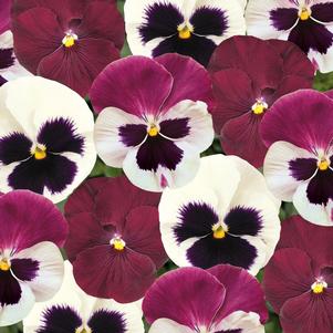 Pansy 'Matrix Raspberry Sundae Mix'
