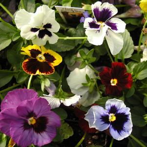 Pansy 'Panola Blotch Mix'