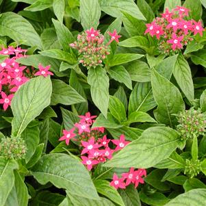 Penta 'Butterfly Pink'