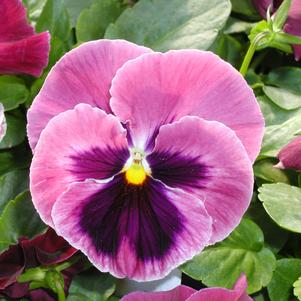 Pansy 'Colossus Rose'