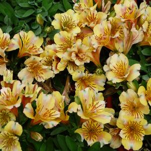 Alstroemeria 'Sara'
